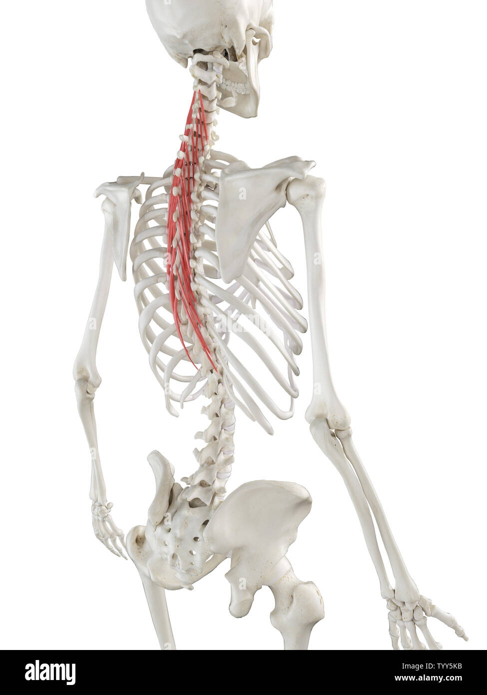 3d rendered medically accurate illustration of a womans Semispinalis ...