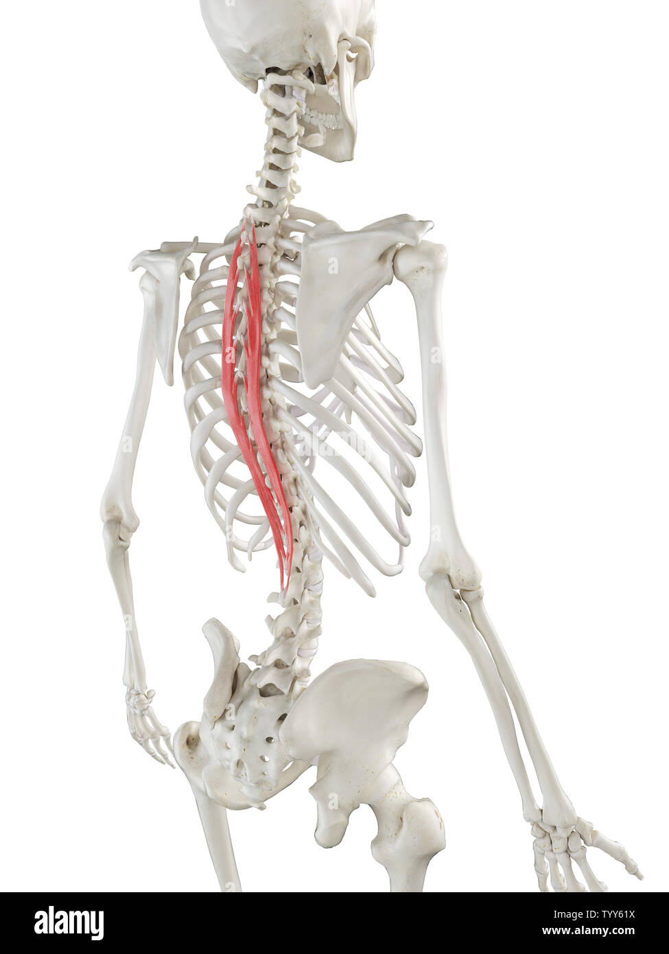 Spinalis Thoracis High Resolution Stock Photography and Images - Alamy