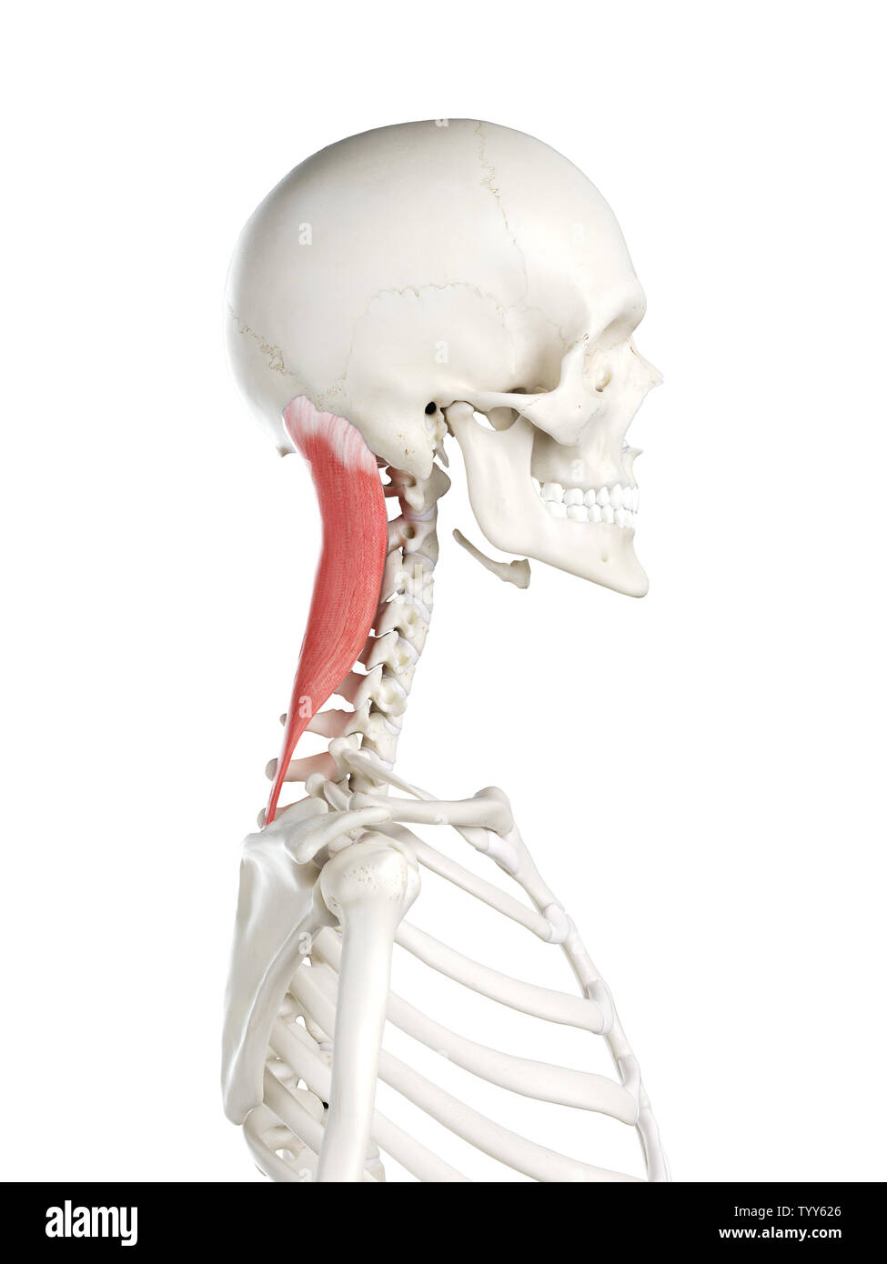 3d rendered medically accurate illustration of a womans Splenius ...