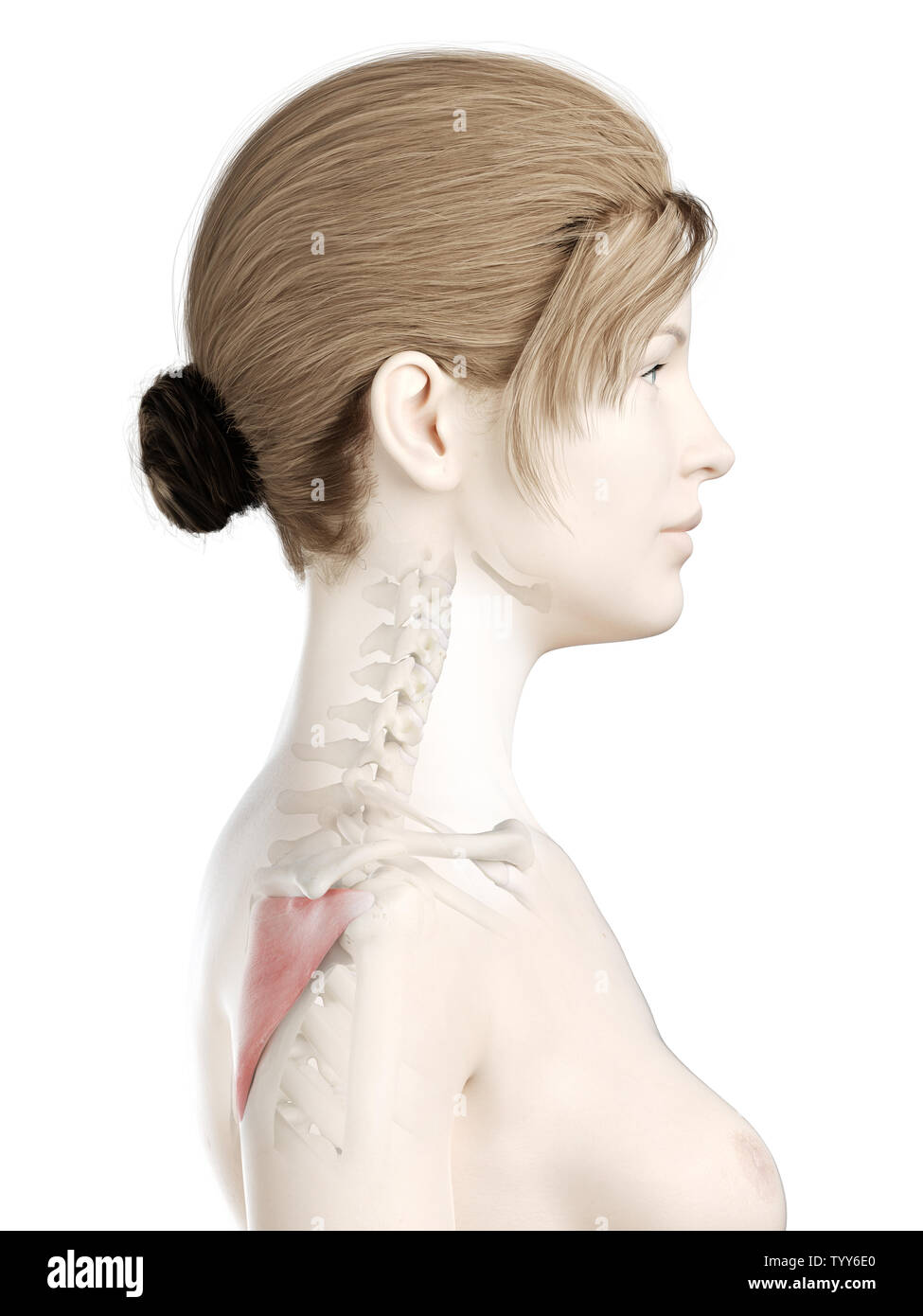 3d rendered medically accurate illustration of a womans Infraspinatus ...