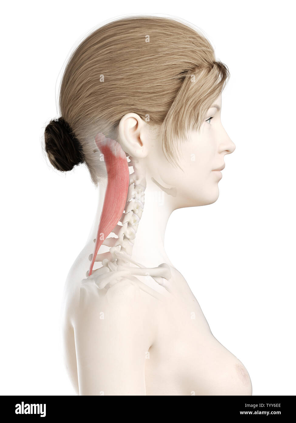 3d rendered medically accurate illustration of a womans Splenius ...