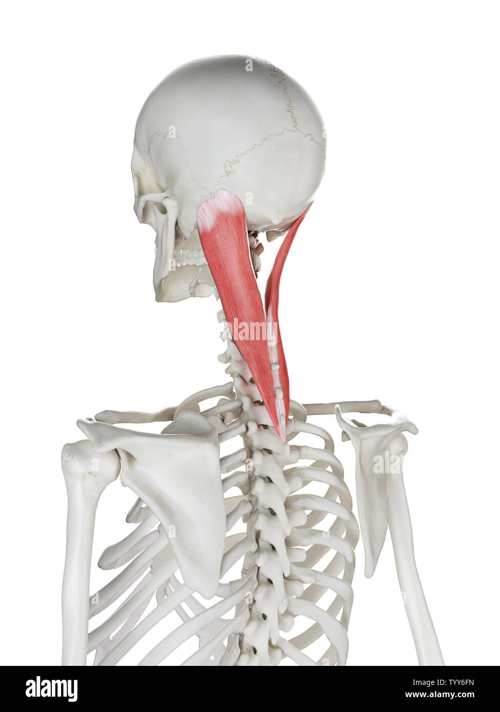 Splenius capitis muscle hi-res stock photography and images - Alamy