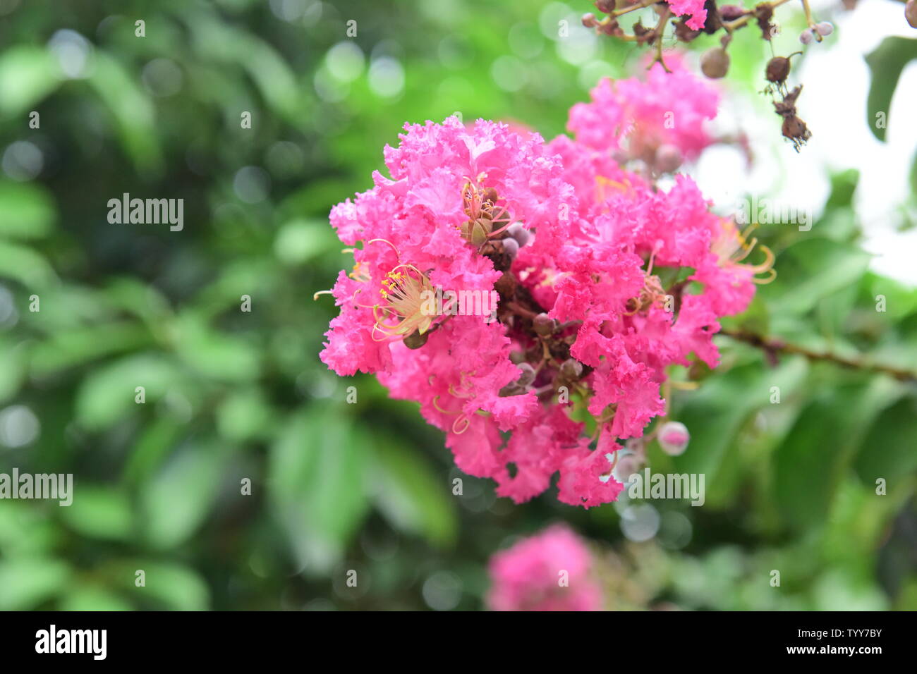 Crape myrtle flowers Stock Photo - Alamy