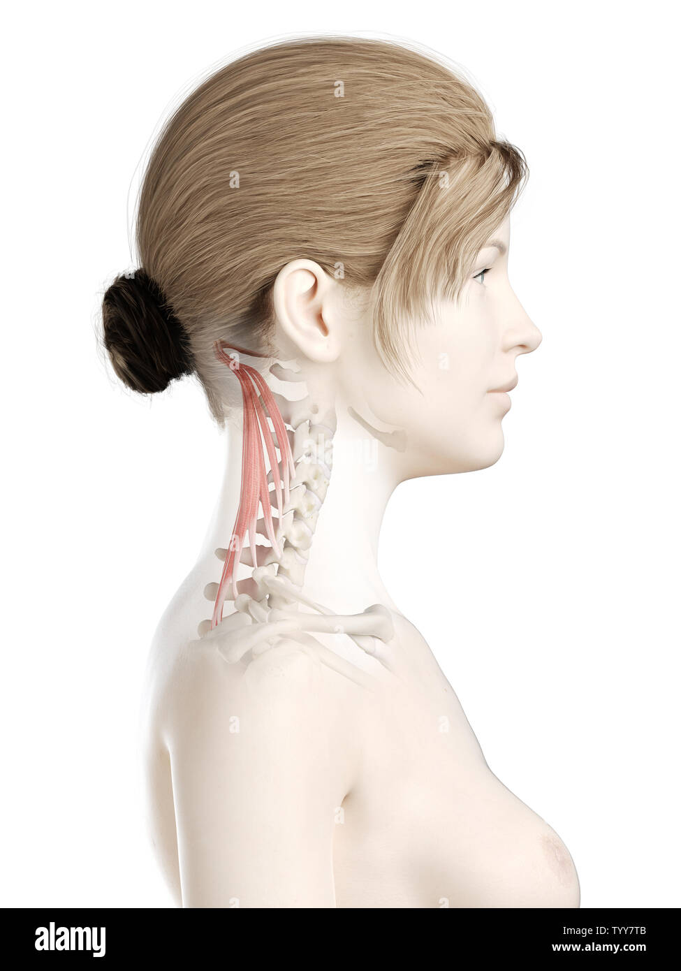 3d rendered medically accurate illustration of a womans semispinalis ...