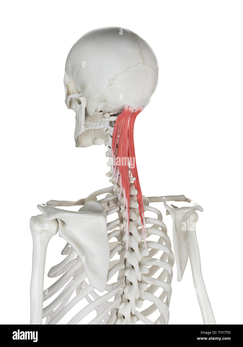 Semispinalis capitis hi-res stock photography and images - Alamy