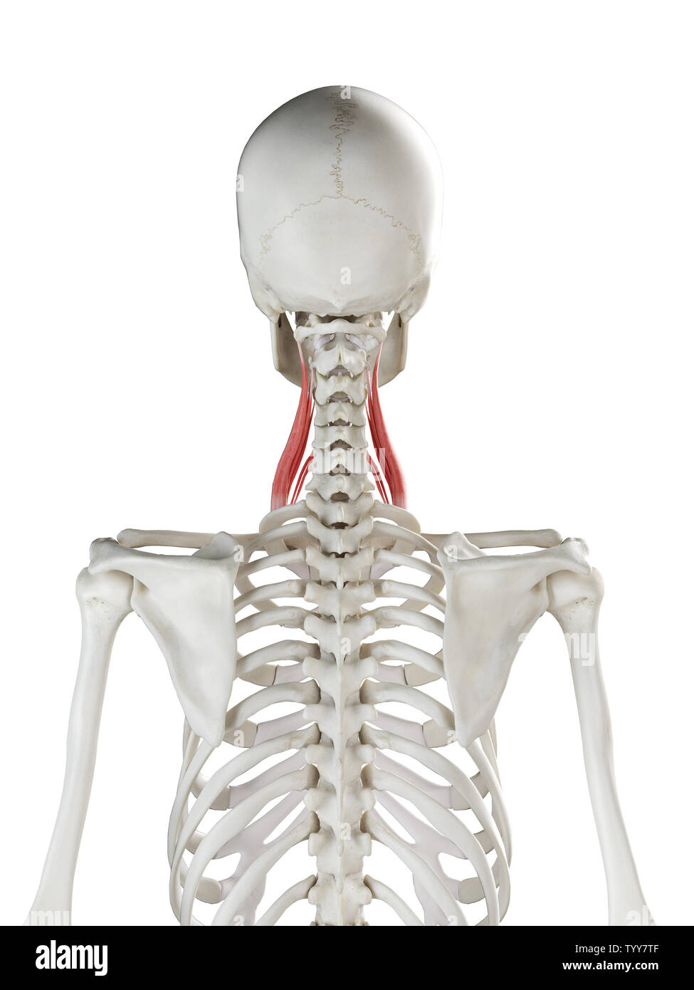 3d rendered medically accurate illustration of a females middle scalene ...