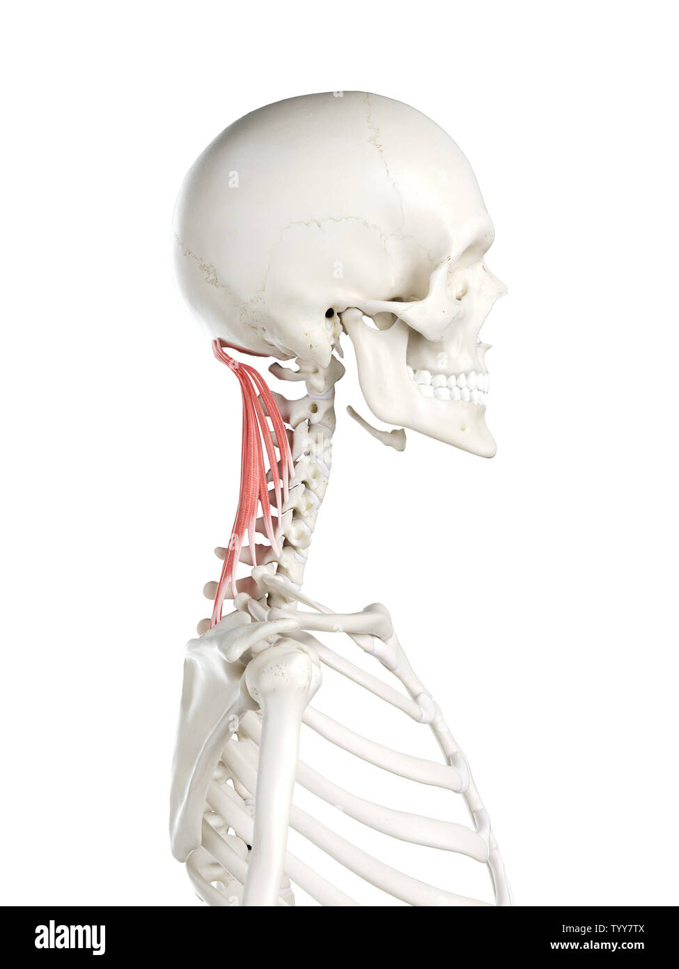 3d rendered medically accurate illustration of a females semispinalis ...