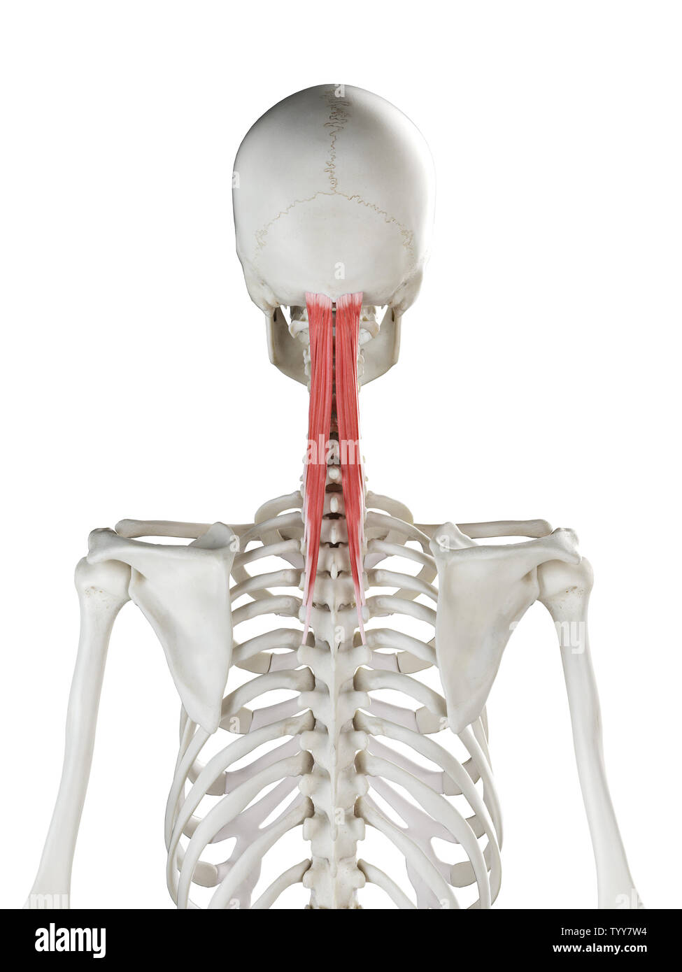 Semispinalis capitis hi-res stock photography and images - Alamy