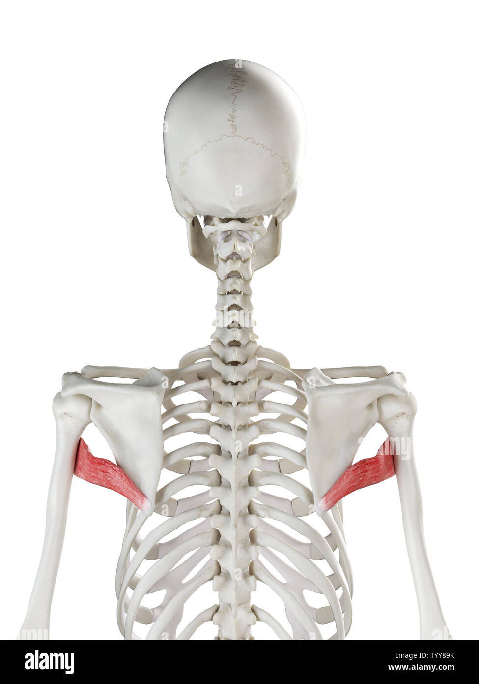 3d rendered medically accurate illustration of a womans Teres Major ...