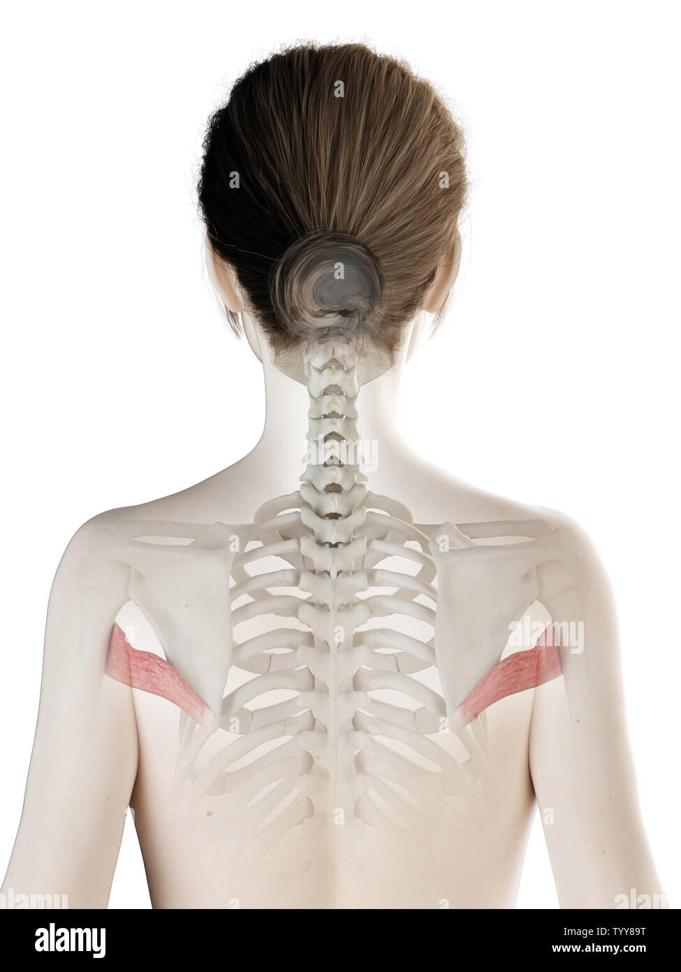 Teres major muscle hi-res stock photography and images - Alamy