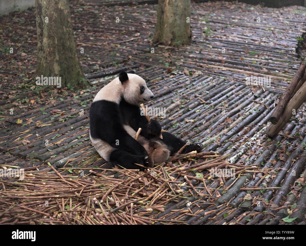 Panda eating bamboo at Giant Panda Base in Chengdu, Sichuan Stock Photo ...