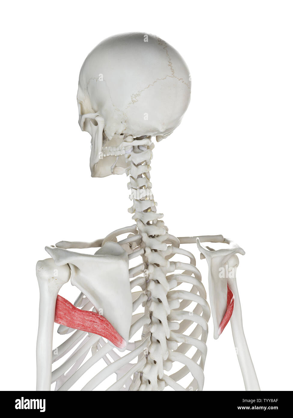 Teres major muscle hi-res stock photography and images - Alamy