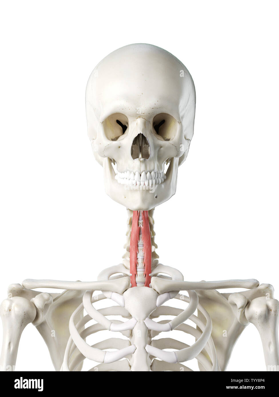 Longus Colli Muscle High Resolution Stock Photography and Images - Alamy