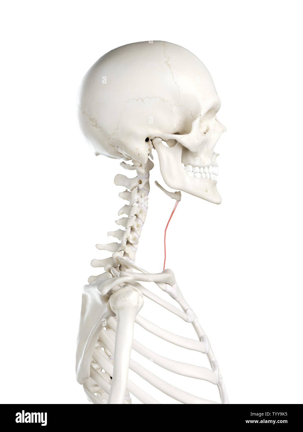 Sternohyoid High Resolution Stock Photography and Images - Alamy
