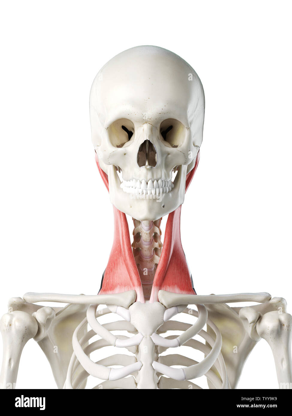 3d rendered medically accurate illustration of a females ...