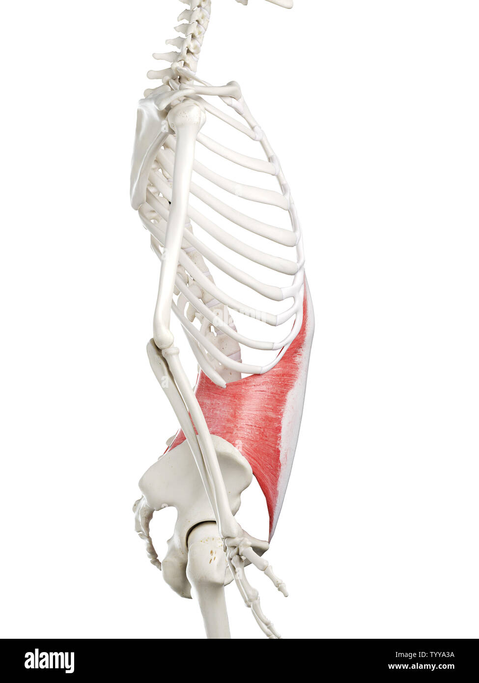 Transversus abdominis hi-res stock photography and images - Alamy