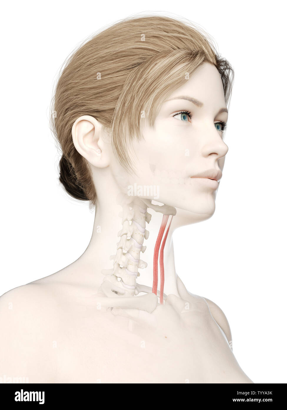 Sternohyoid High Resolution Stock Photography and Images - Alamy