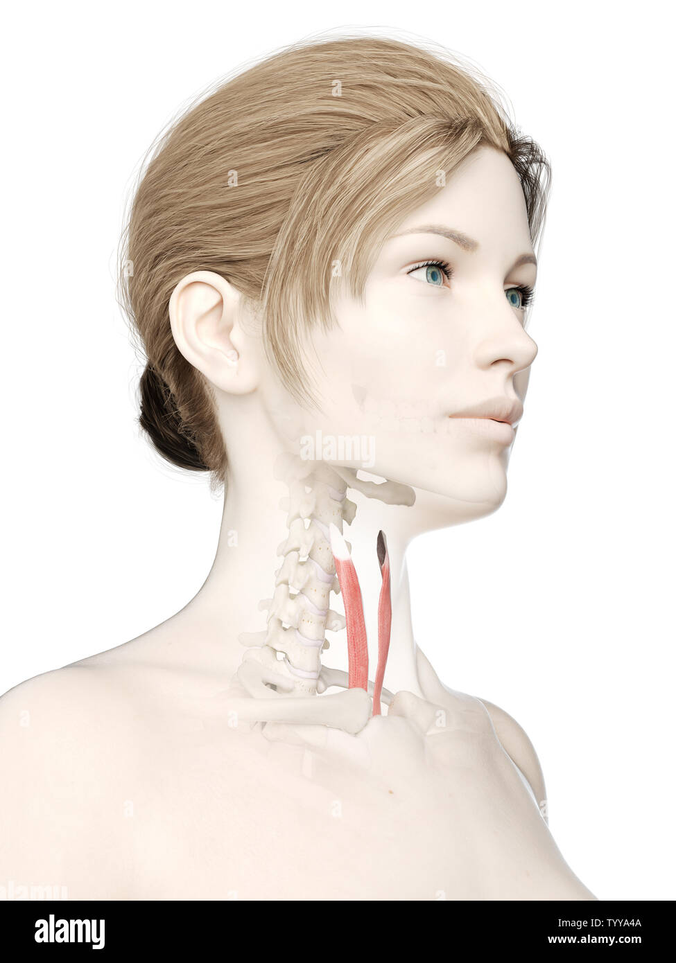 Sternothyroid muscle hi-res stock photography and images - Alamy