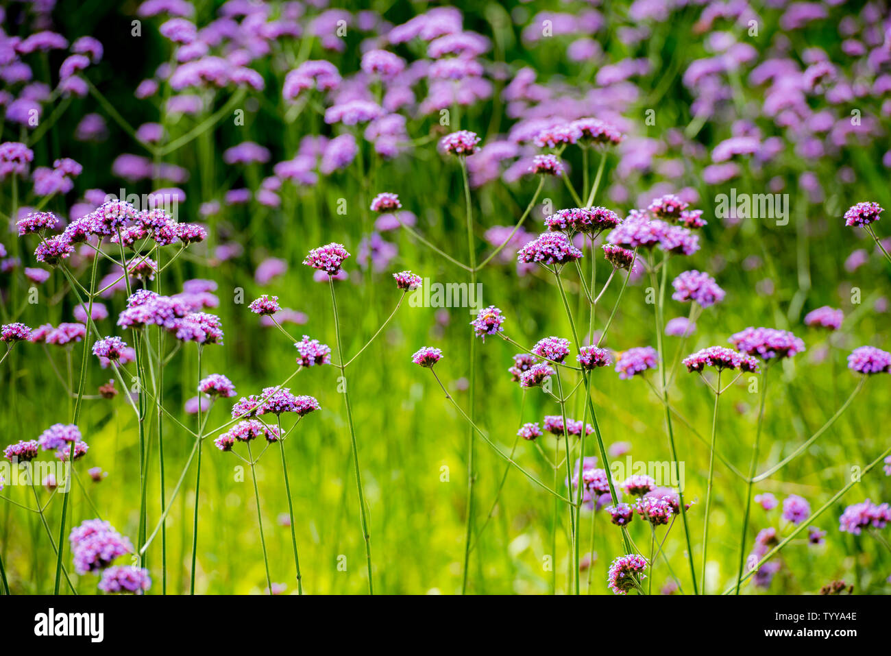 flower and grass Stock Photo - Alamy