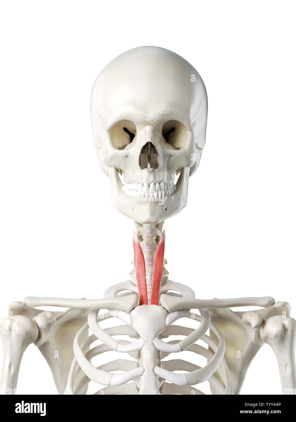 Sternothyroid hi-res stock photography and images - Alamy