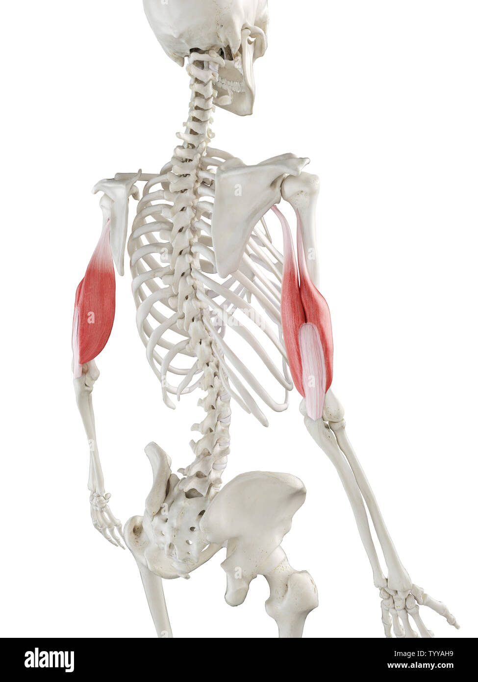 3d rendered medically accurate illustration of a womans Triceps Stock ...
