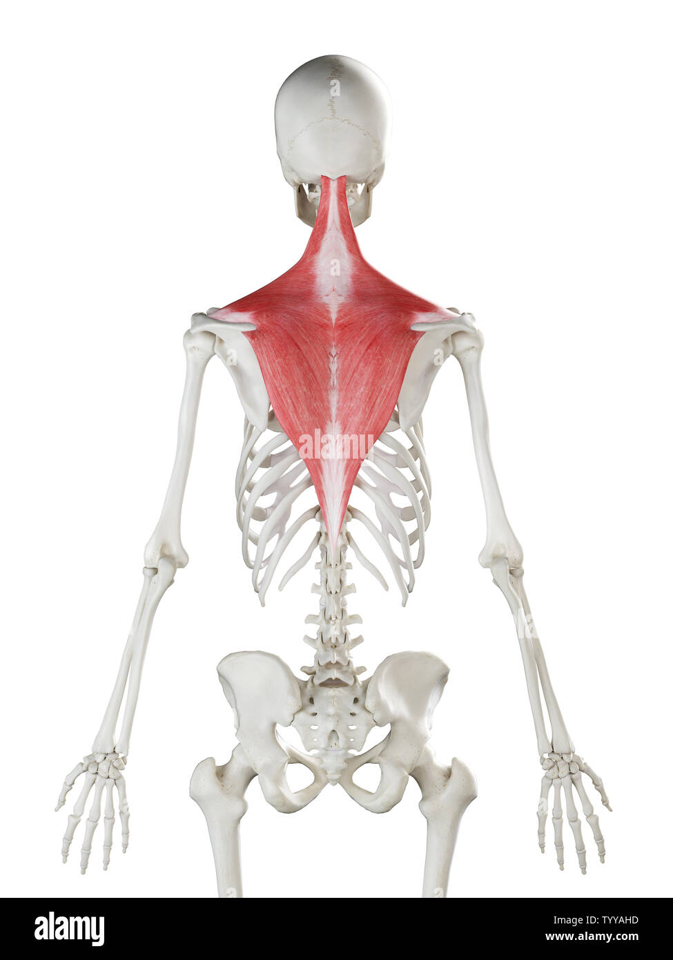 3d rendered medically accurate illustration of a womans Trapezius Stock ...