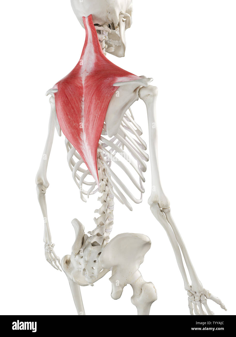 3d rendered medically accurate illustration of a womans Trapezius Stock ...