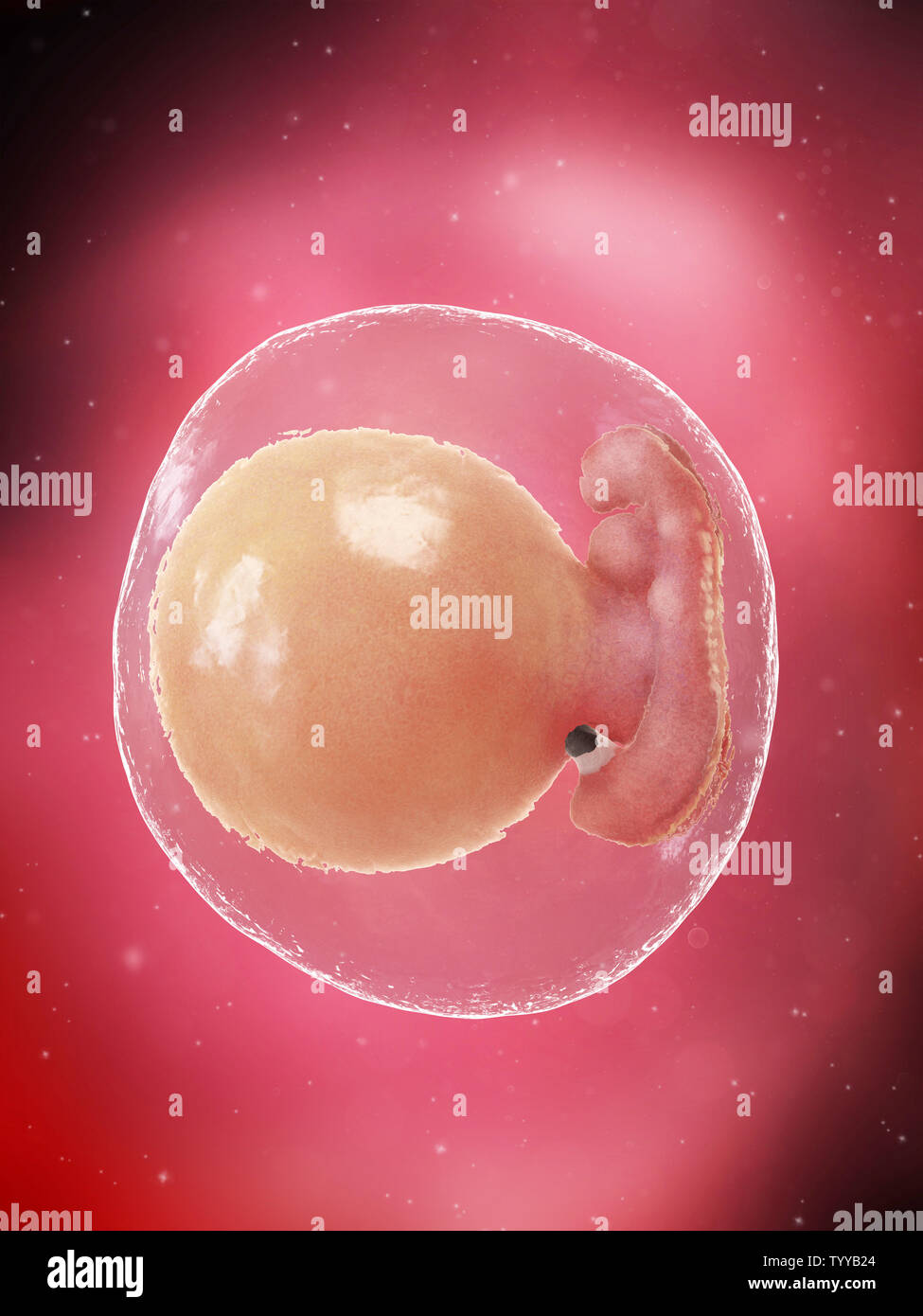 5 month fetus hi-res stock photography and images - Alamy