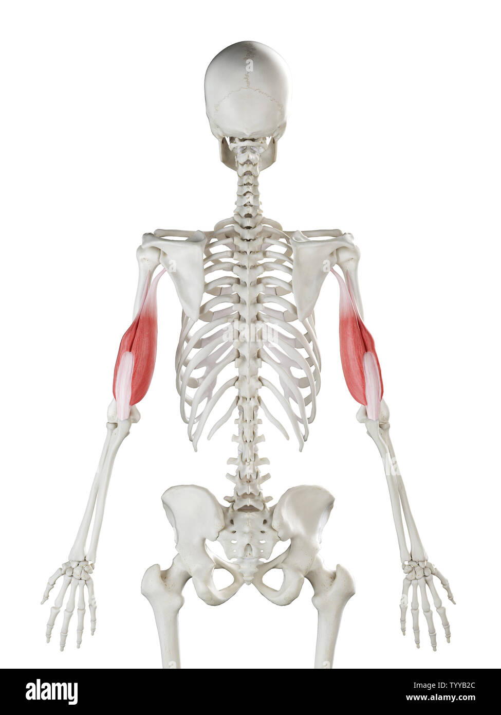 3d rendered medically accurate illustration of a womans Triceps Stock ...