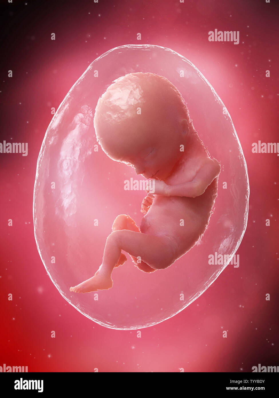 Fetal development (week 15) hi-res stock photography and images - Alamy