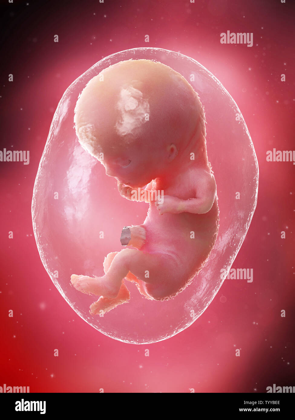 11 week fetus hi-res stock photography and images - Alamy