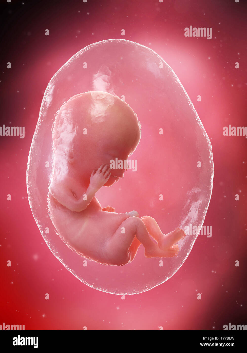 3d rendered medically accurate illustration of a fetus - week 12 Stock ...