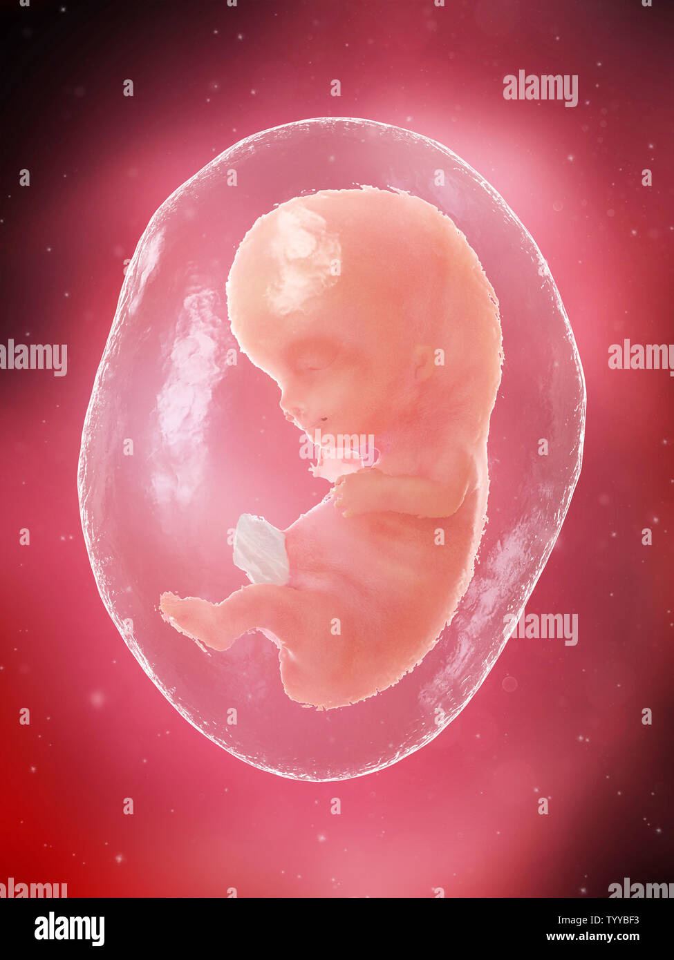Fetal growth month 9 hi-res stock photography and images - Alamy