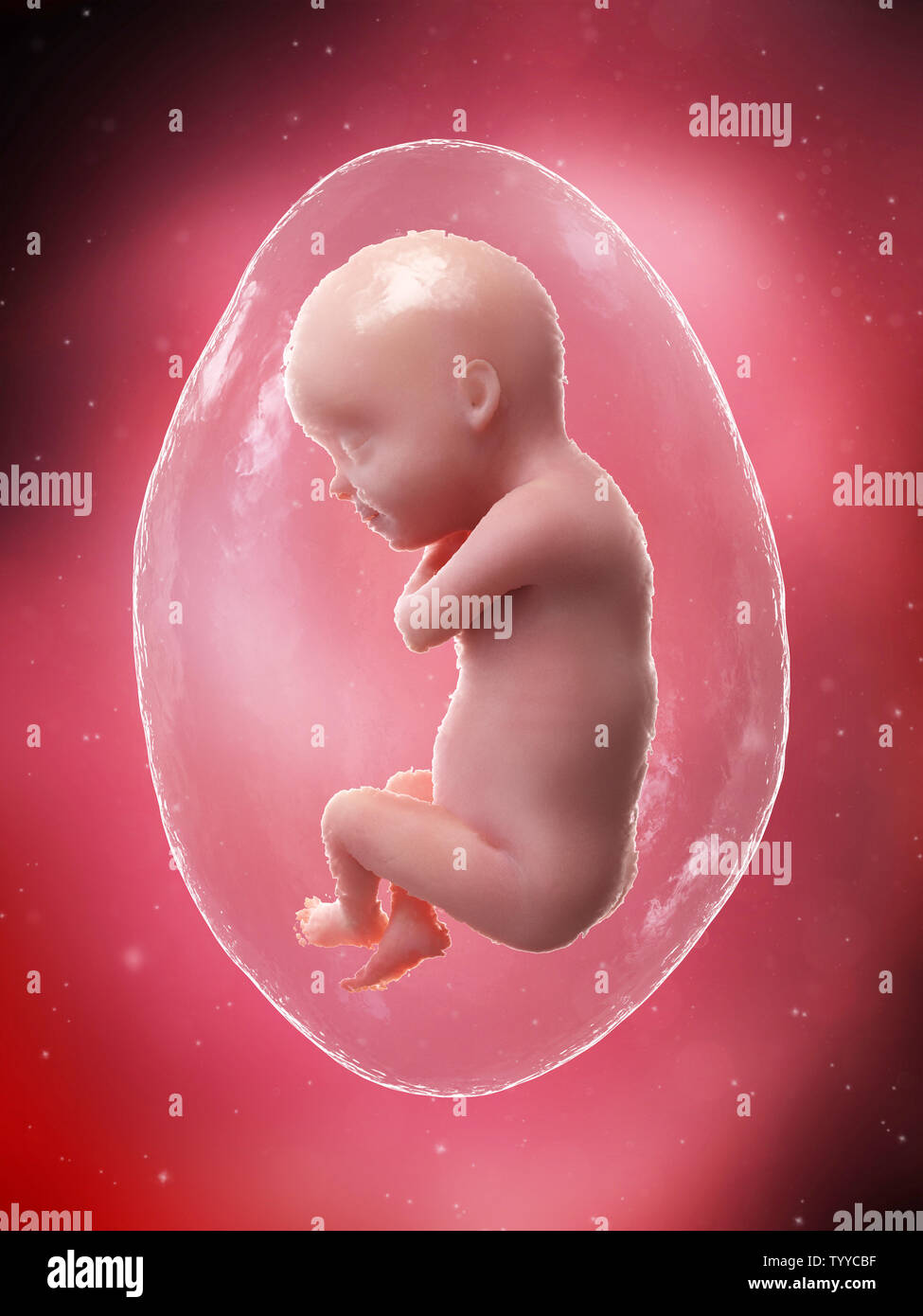 30 week fetus hi-res stock photography and images - Alamy