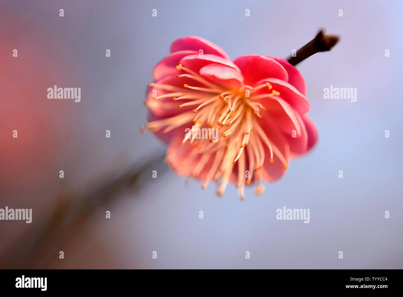 Pink spring plum blossom Stock Photo - Alamy