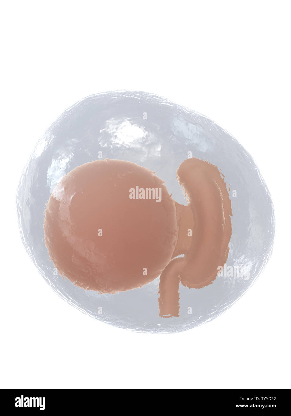 3d rendered medically accurate illustration of a human fetus - week 4 ...