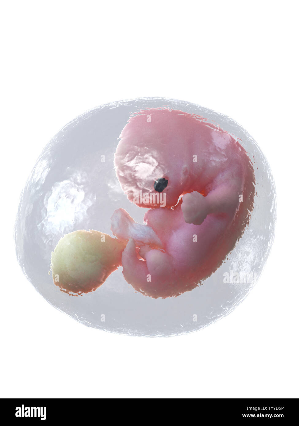 3d rendered medically accurate illustration of a human fetus - week 7 ...