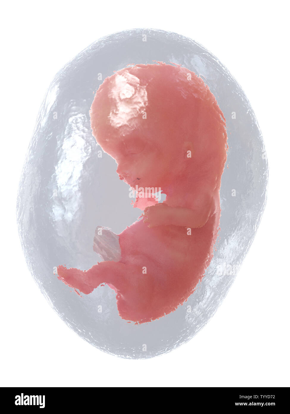3d rendered medically accurate illustration of a human fetus - week 9 ...