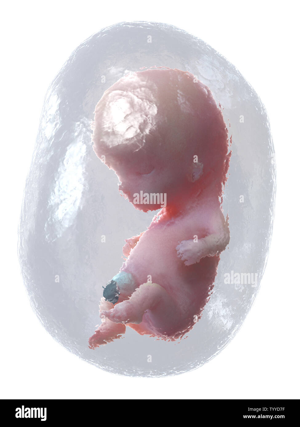 3d rendered medically accurate illustration of a human fetus - week 10 ...