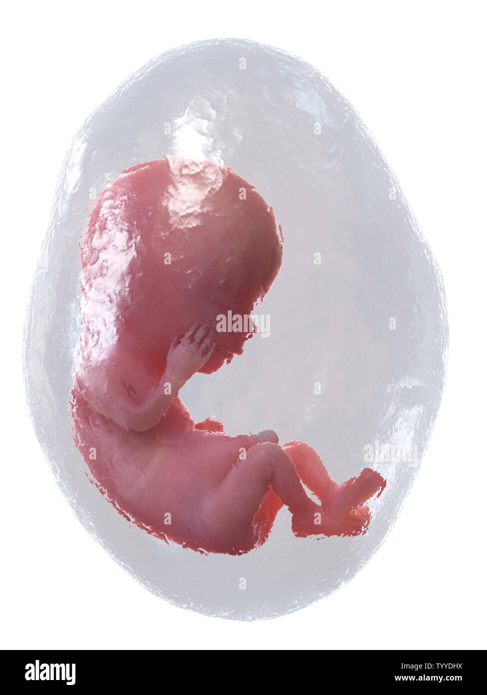 Human fetus month Cut Out Stock Images & Pictures - Alamy