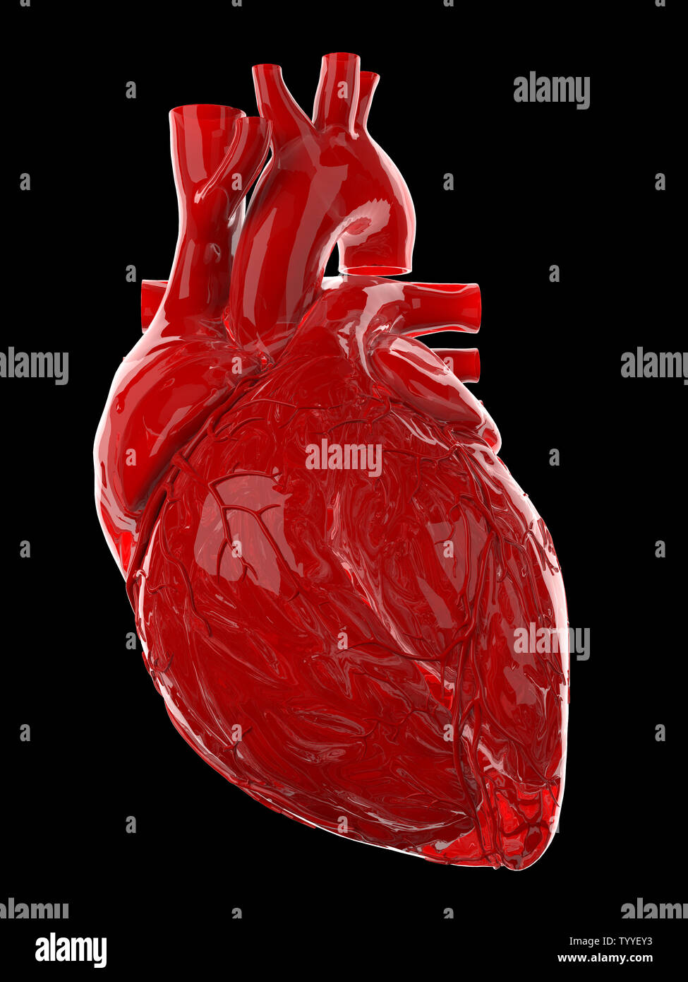 3d rendered medically accurate illustration of a red glossy human heart ...