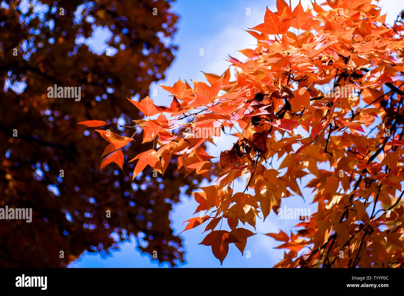 Autumn leaves in Tianping Mountain, Suzhou Stock Photo - Alamy