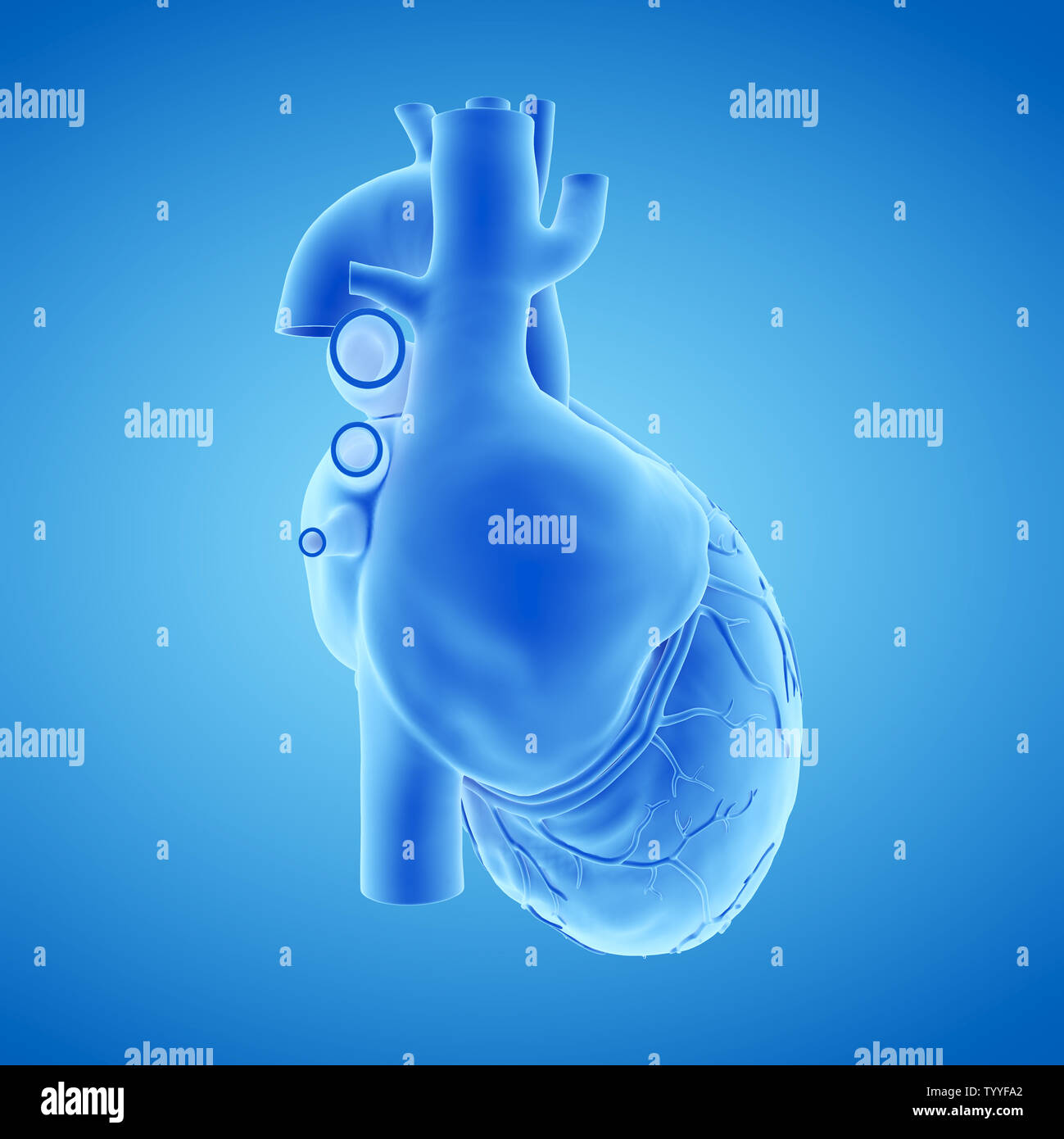 3d rendered medically accurate illustration of a blue human heart Stock ...