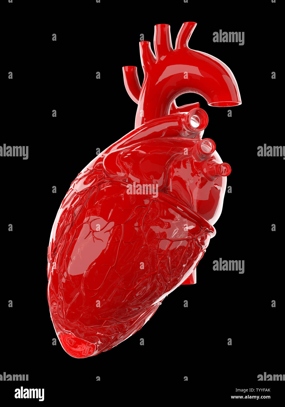 3d rendered medically accurate illustration of a red glossy human heart ...