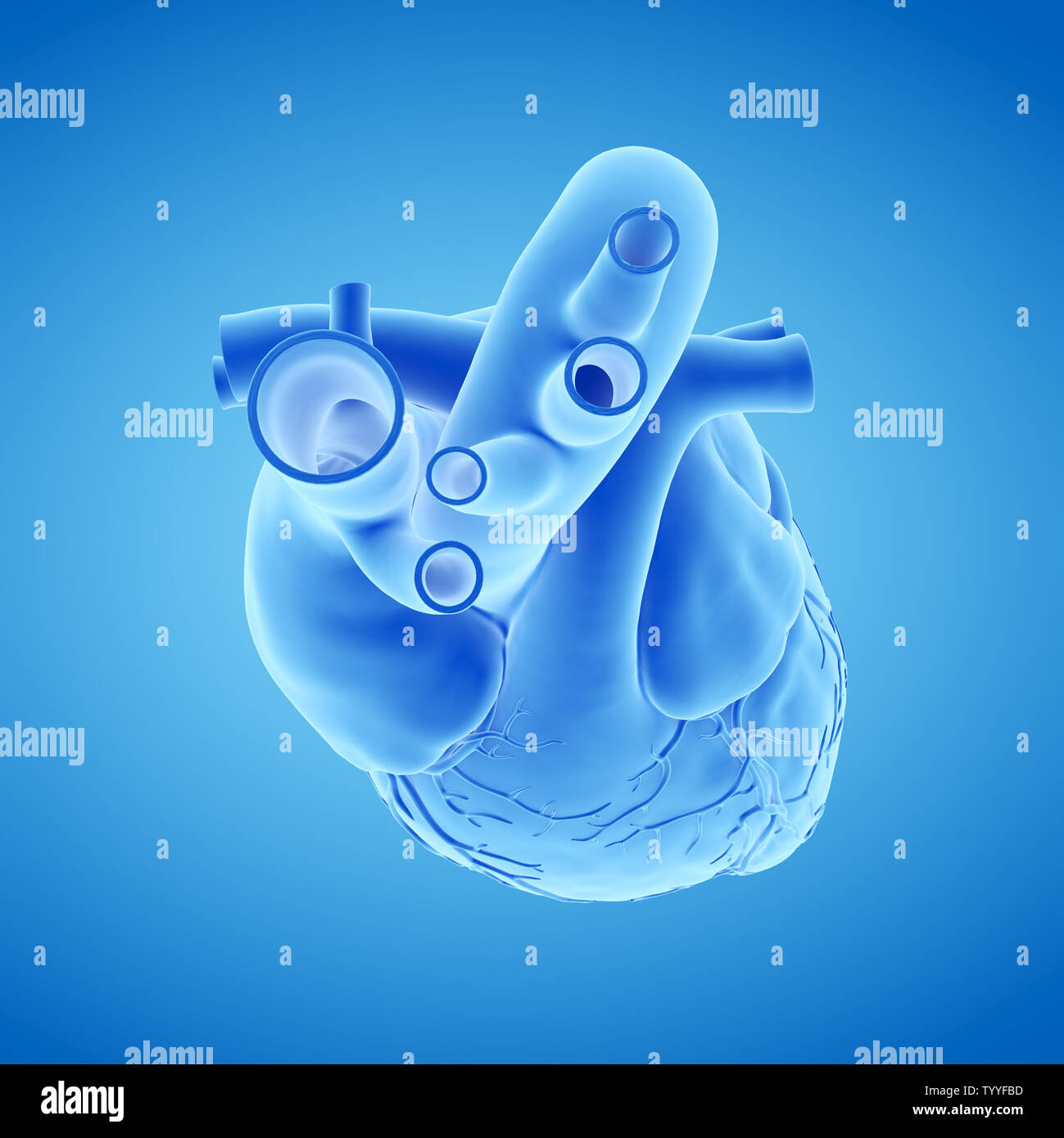 3d rendered medically accurate illustration of a blue human heart Stock ...