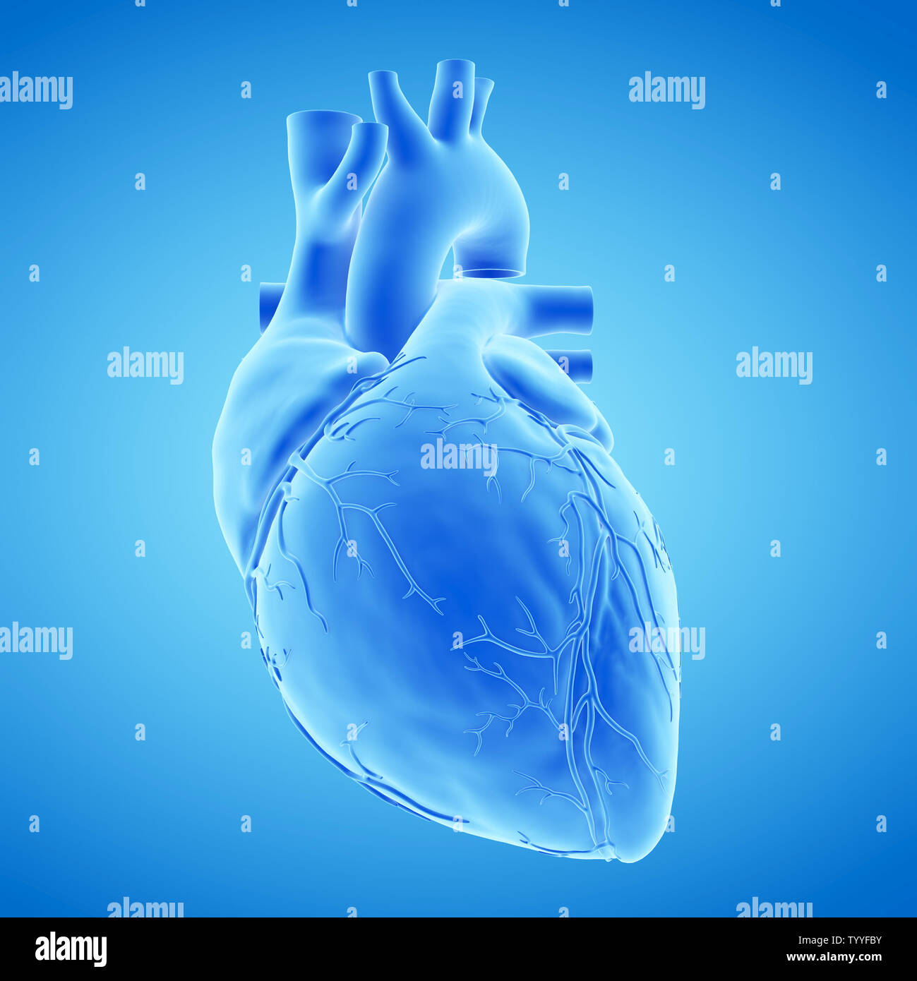 3d rendered medically accurate illustration of a blue human heart Stock ...