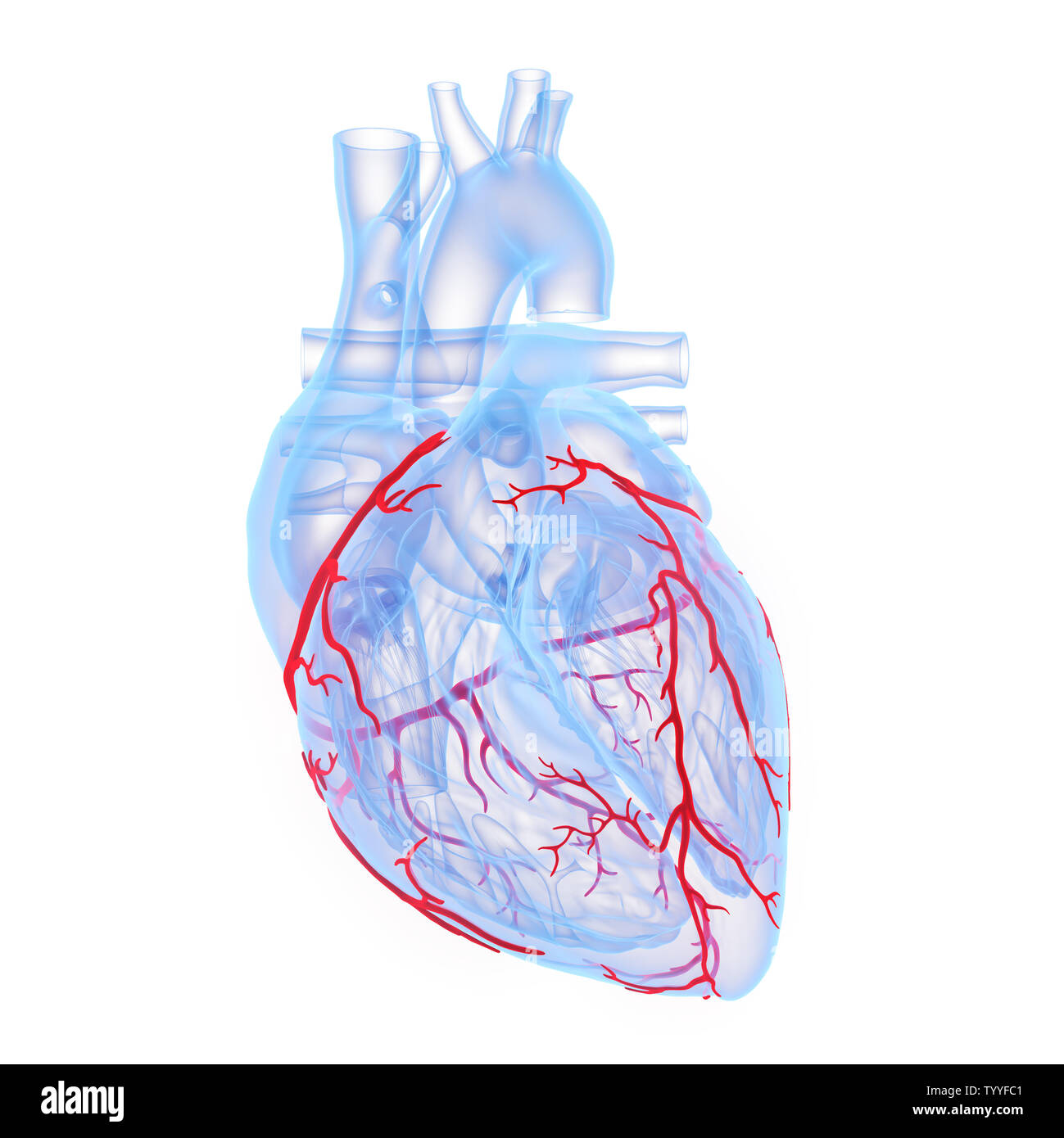 Coronary Blood Vessels Of The Heart