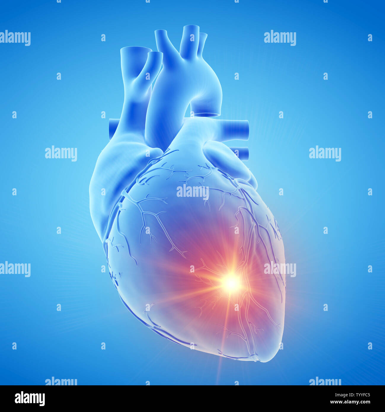3d rendered medically accurate illustration of a blue human heart Stock ...