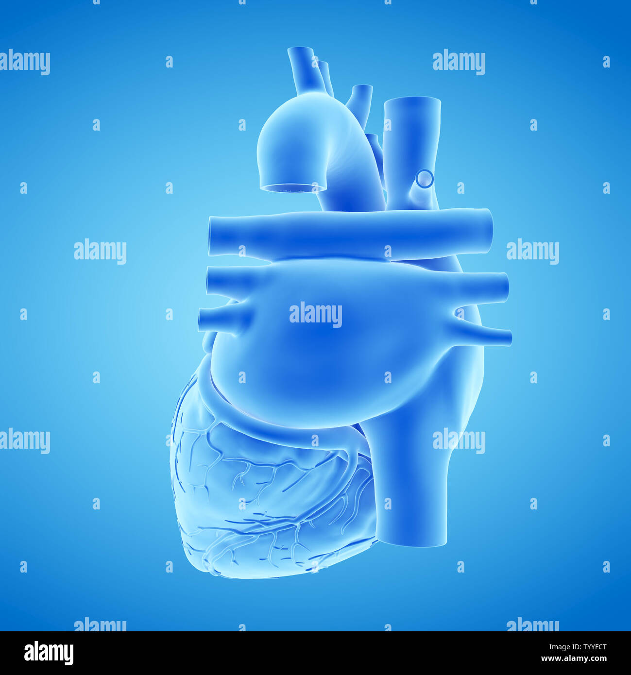3d rendered medically accurate illustration of a blue human heart Stock ...