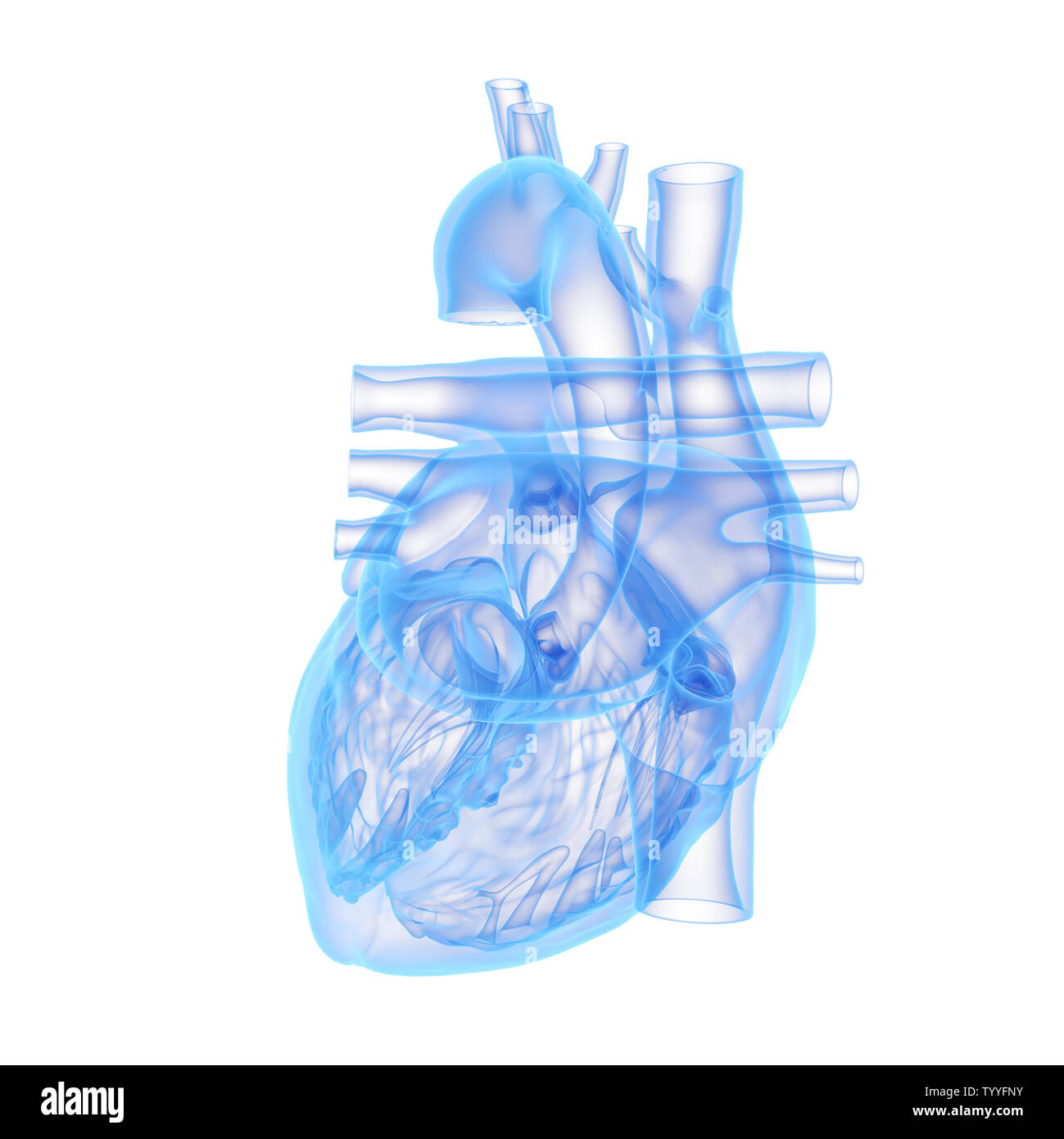 3d rendered medically accurate illustration of a human heart Stock ...